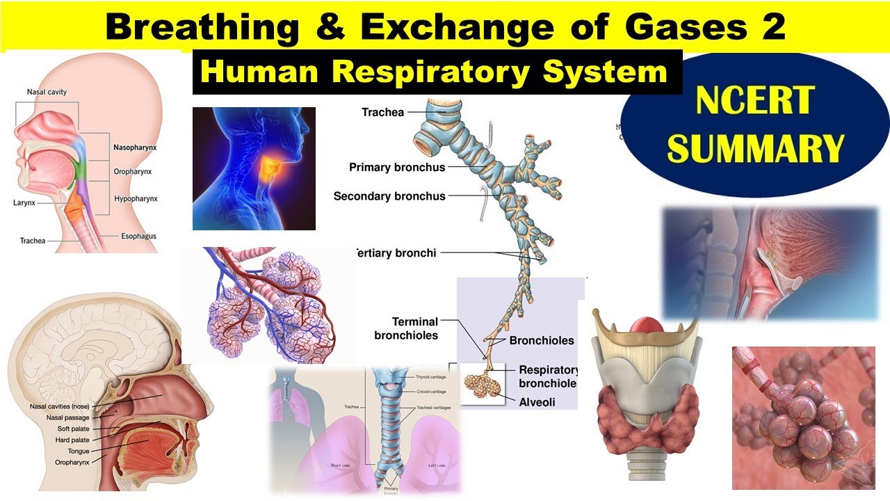 Respiratory System Pharynx Human Respiratory System Larynx And Pharynx
