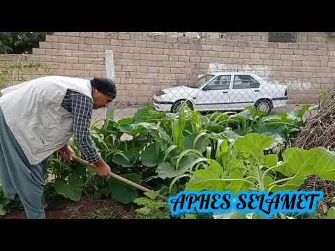 Siverek selimpınar mah                                         31 Mayıs 2021.