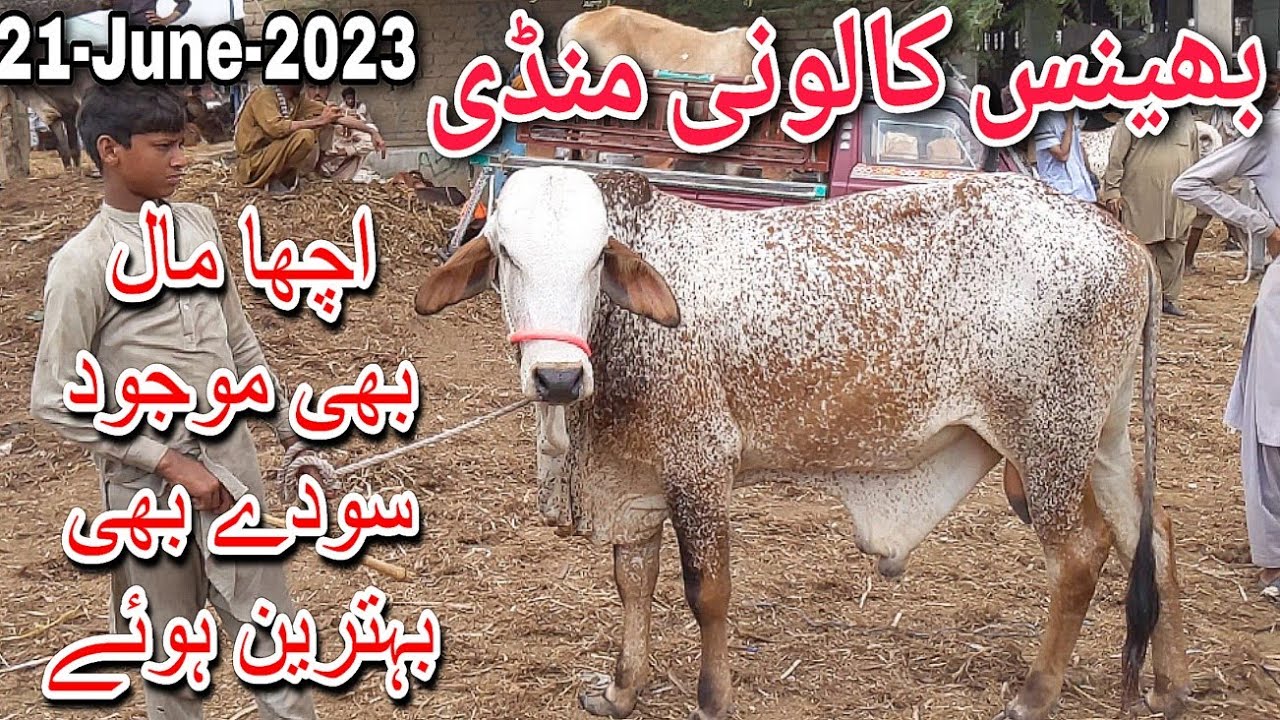Bhains Colony Cow Mandi Latest Rates Update 21-June-2023 | Cow Mandi ...