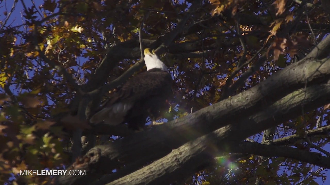 Conowingo Dam Bald Eagles November 2018: High Water - YouTube