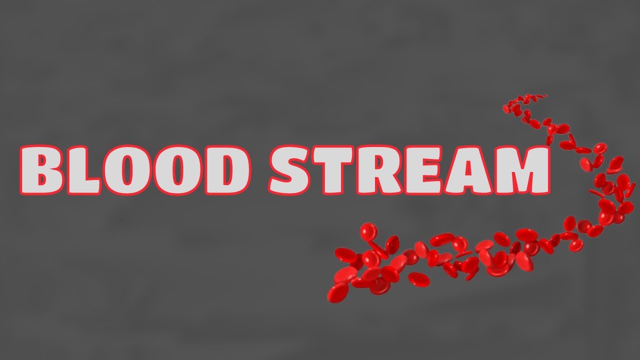What Does BLOOD STREAM Means || Meanings And Definitions With Example ...