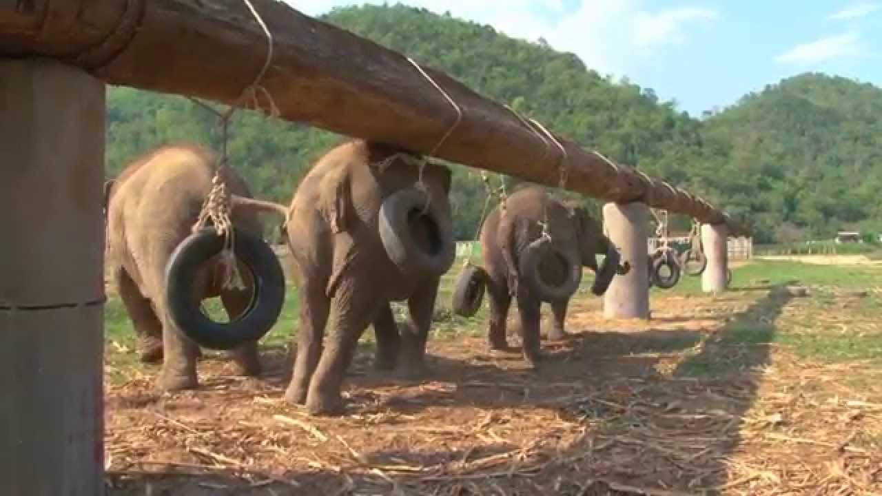 Elephant Playtime with Tires - ElephantNews - YouTube