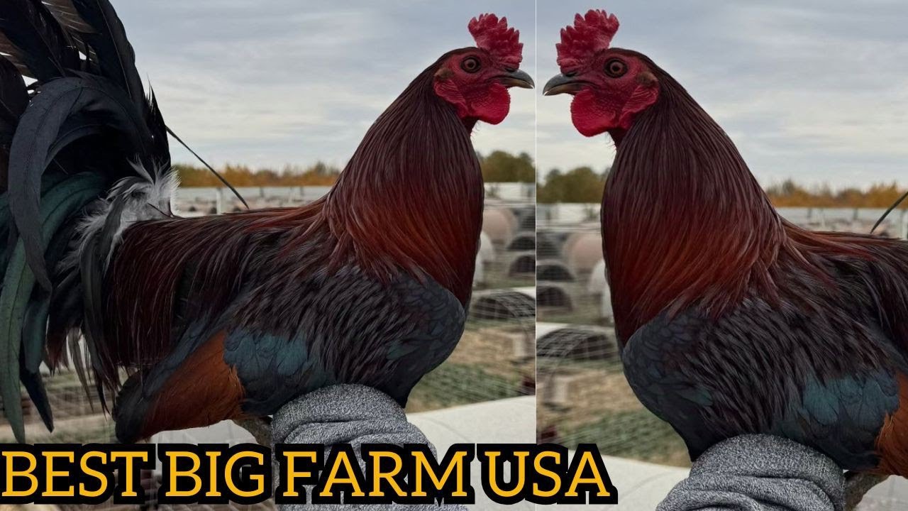 Big Farm Pure Ruble Hatch Albany Roundhead Kelso Grey Rock Farm - YouTube