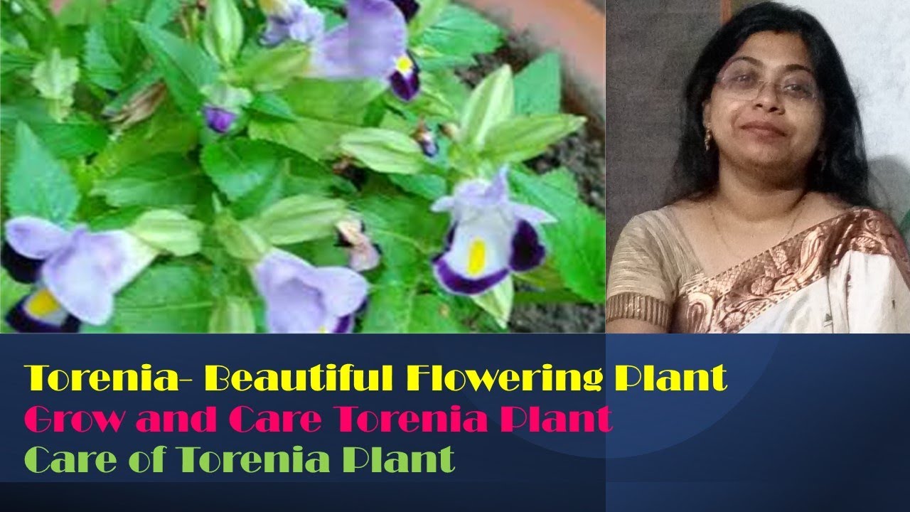 Torenia- Beautiful Flowering Plant || Grow and Care Torenia Plant ...
