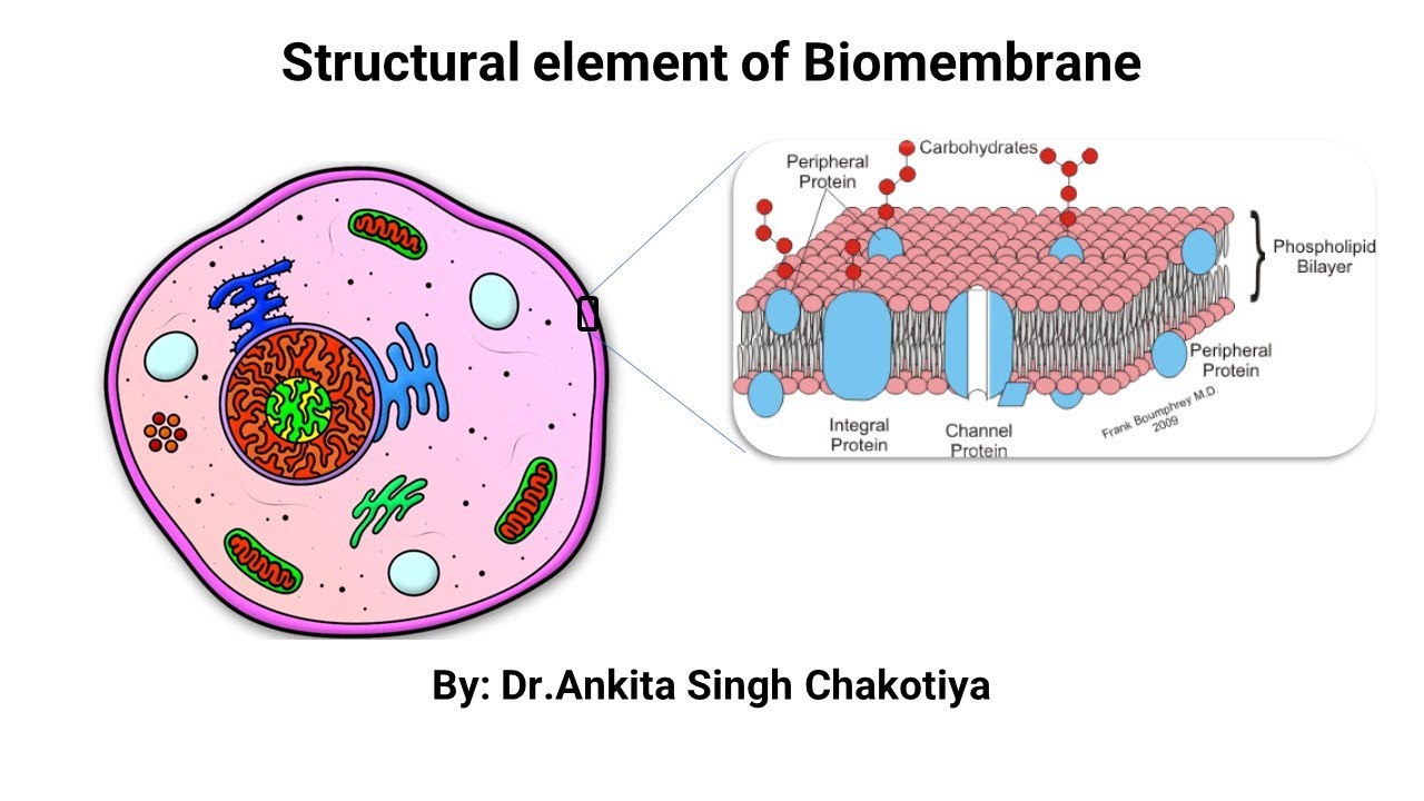 Structural element of Biomembrane - YouTube