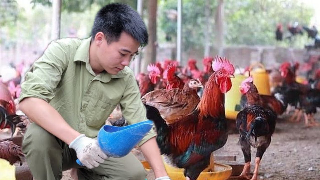 The job of raising chickens and feeding the chickens for dinner - YouTube