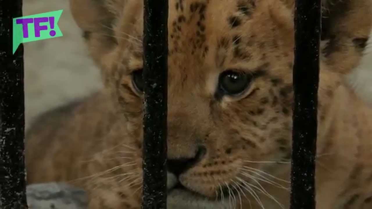 Cute but deadly! Half-lion, half tiger LILIGER the cutest killer cat ...