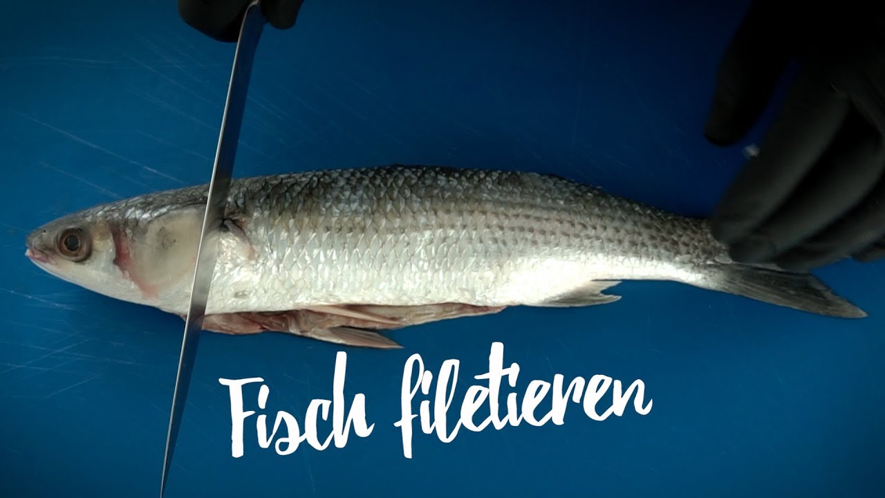 Fisch filetieren: So filetiert man Rundfische. Gourmondo So geht das ...