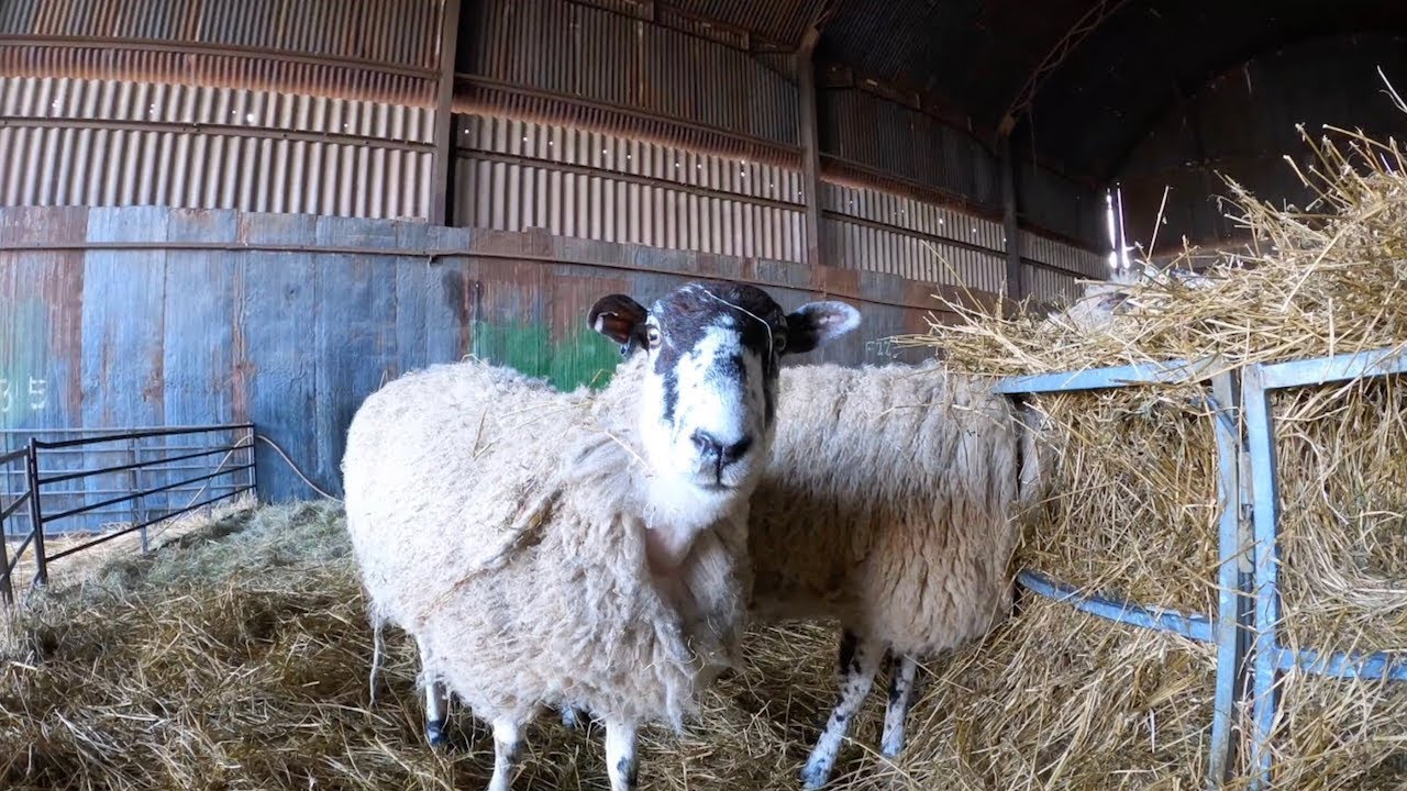 FARM UPDATE... TRACTORS, SHEEP & SELF ISOLATION - YouTube