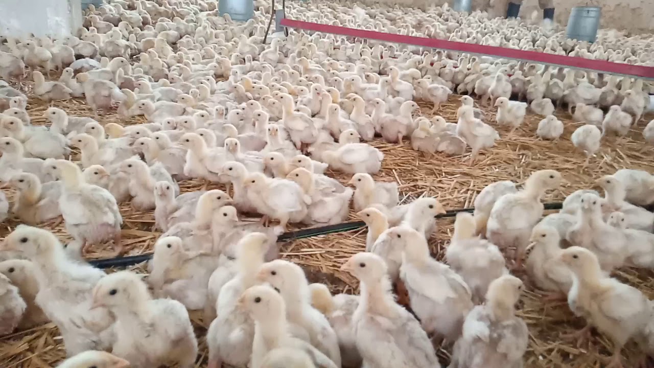 Cría de pollos - YouTube