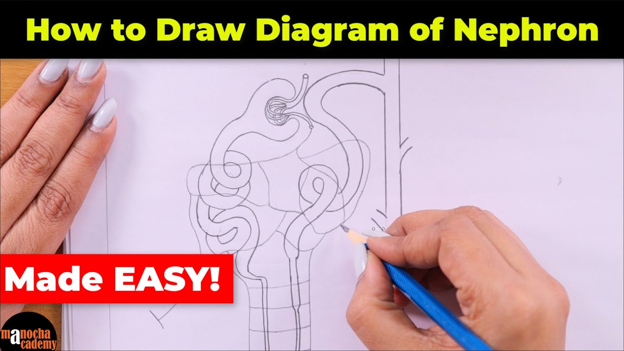How To Draw Nephron Diagram Easily YouTube How To Draw Nephron Diagram Easily YouTube