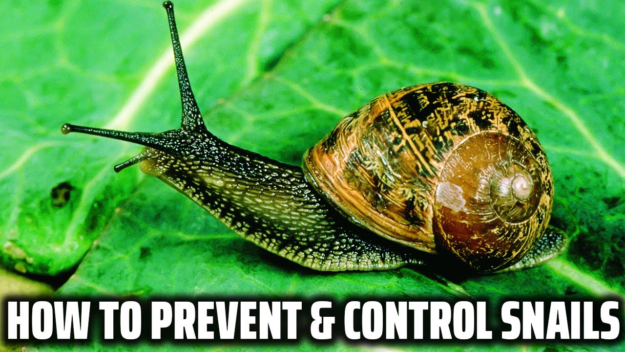 Snails - How to prevent and control it - YouTube