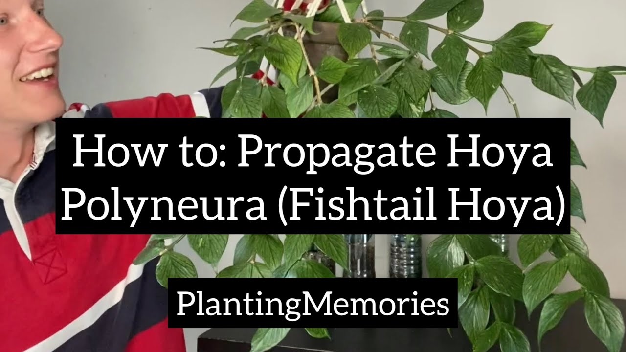 How to take Hoya Polyneura cuttings (Fishtail Hoya) - YouTube