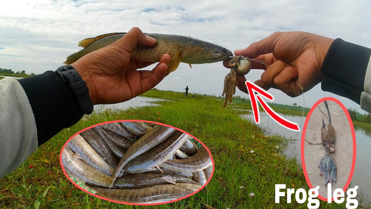 Frog leg is the best of bait for fishing | លេងនុយ ជើងកង្កែប ដេរតាមស្រែ ...