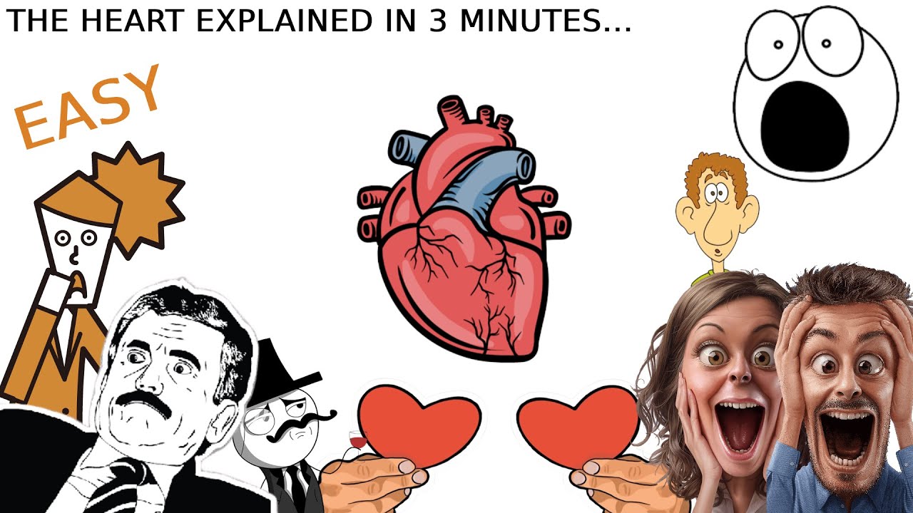 How the heart works explained for dummies in 3.28 minutes - YouTube