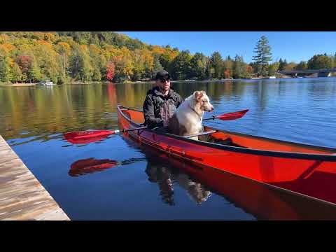 How to Train Your Dog for Canoeing - YouTube