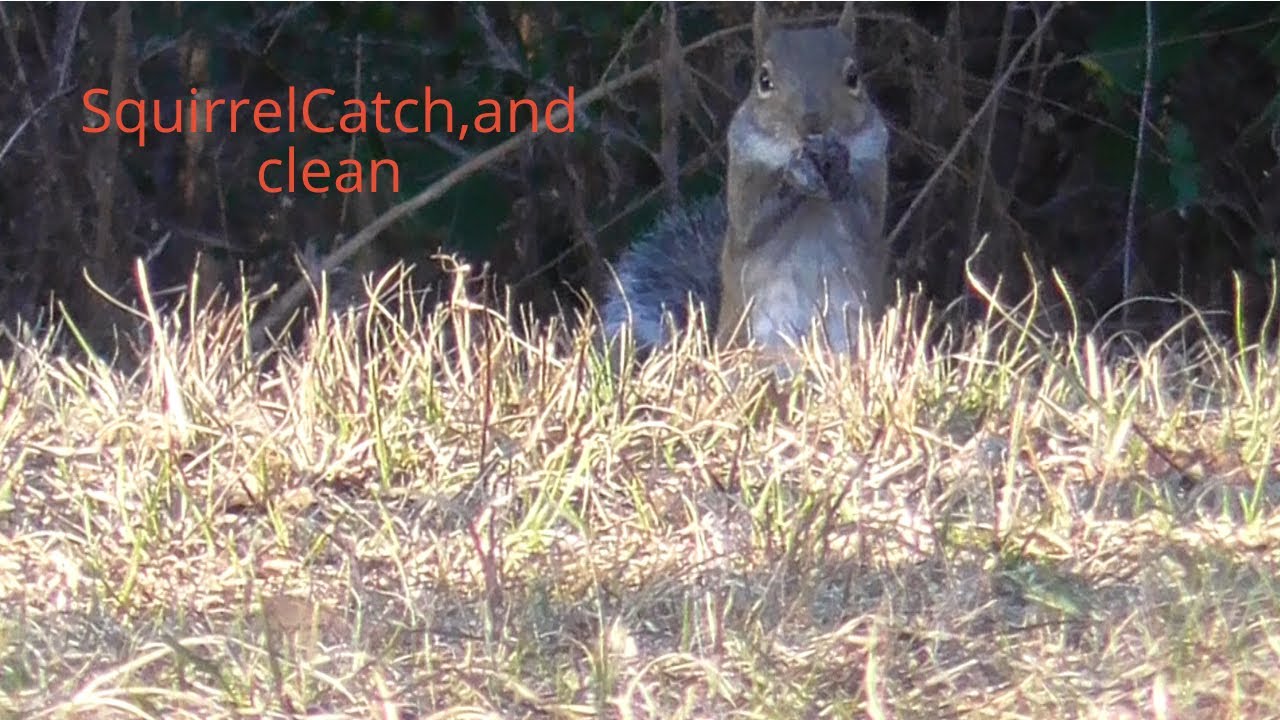 Squirrel catch and clean, and channel explanation - YouTube