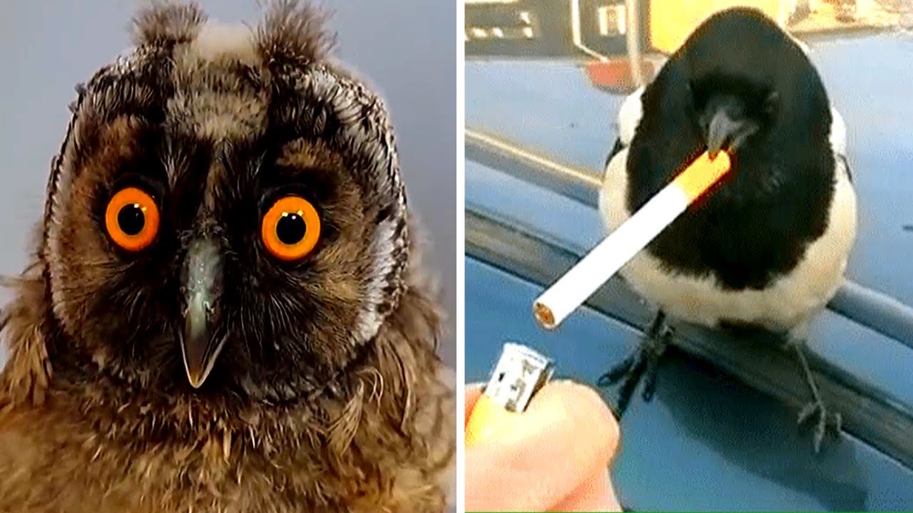 🔴 funniest BIRDS ever !!awesome compilation (2020)🔴 - YouTube