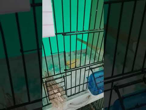 Kanarya Kar Banyo Keyfi