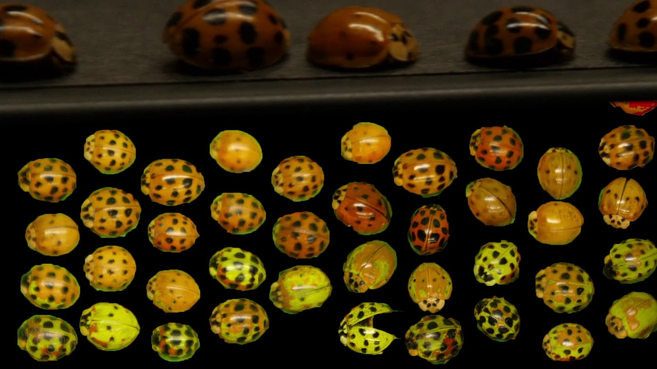 The Science of a LadyBug - YouTube
