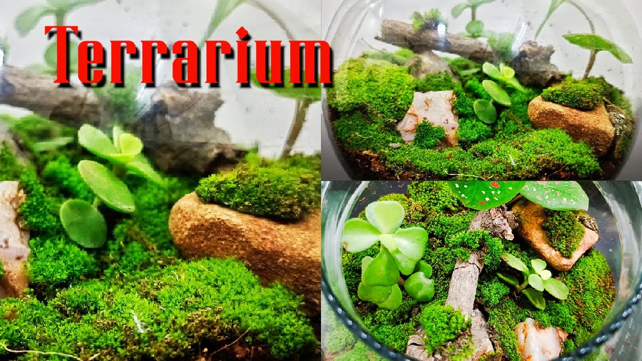My own terrarium - YouTube