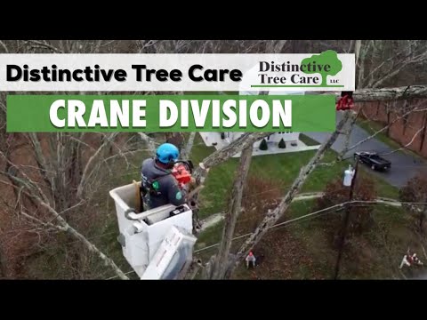 Distinctive Tree Care Crane Crew - YouTube