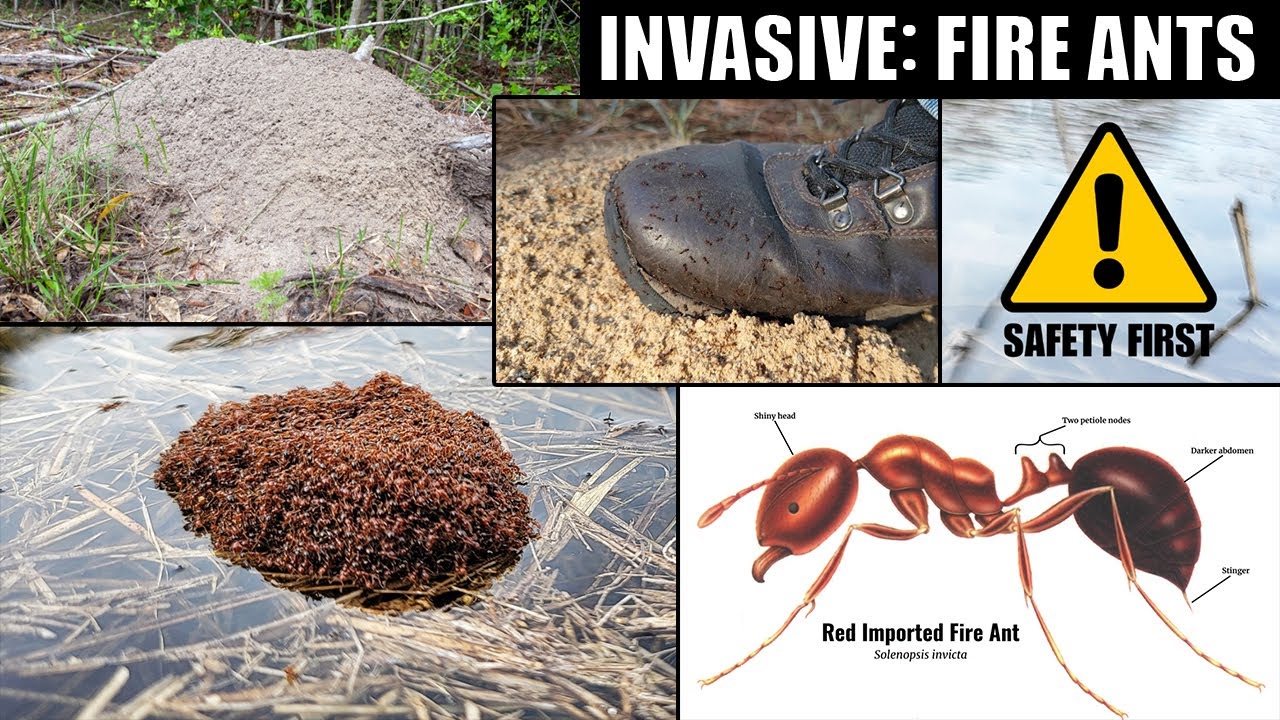 Eco Bites – Episode 7 – Invasive Species Awareness Month - Imported Red ...