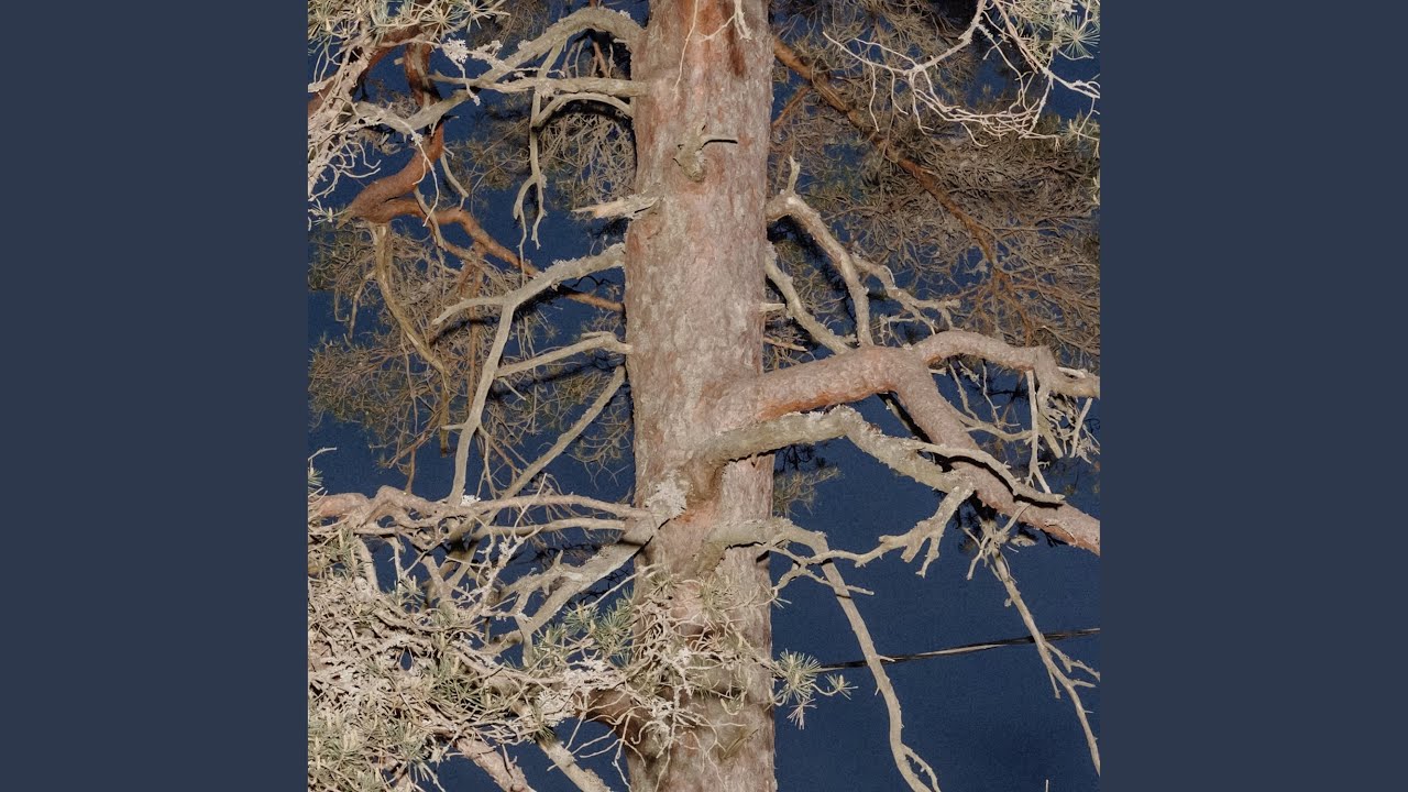 These Roots - YouTube