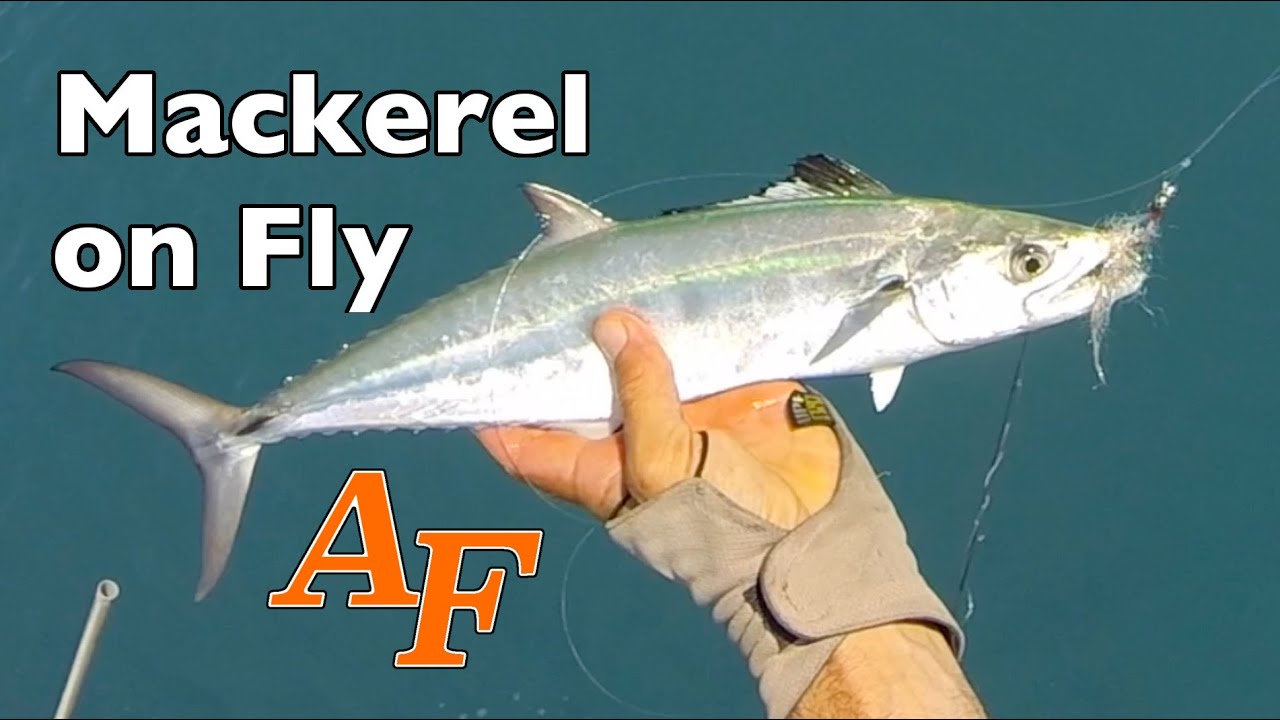 Fly Fishing Mackerel Dredging style Andysfishing Andy's Fish Video EP ...