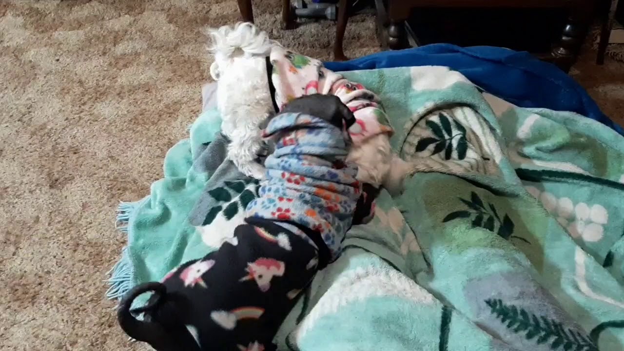 The cutest Maltese puppy playing with his ball😂 - YouTube