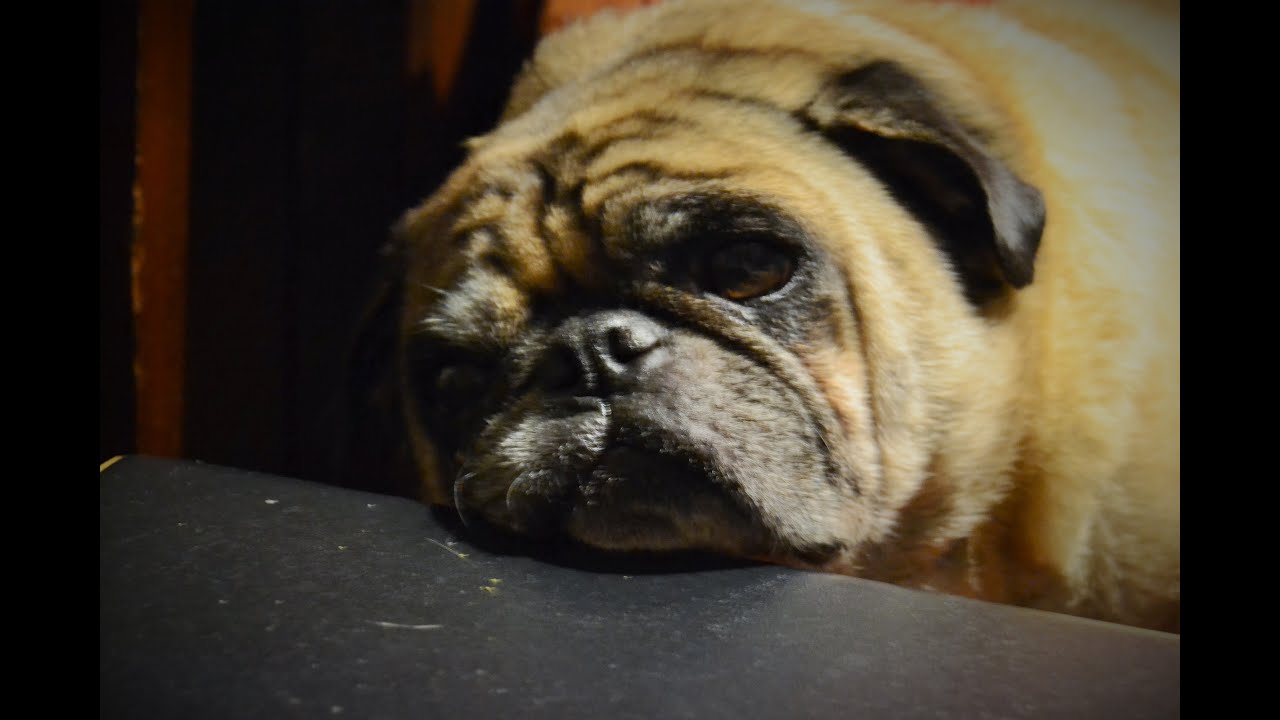 Pug Superstar (dancing rapping pug) - YouTube