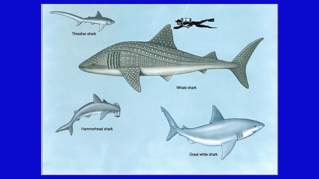 fish notes part 3 - YouTube