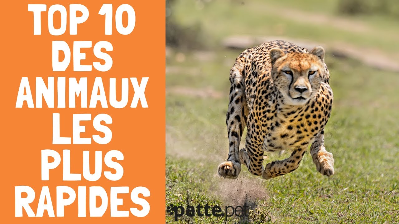 Top 10 Des Animaux Les Plus Rapides - YouTube