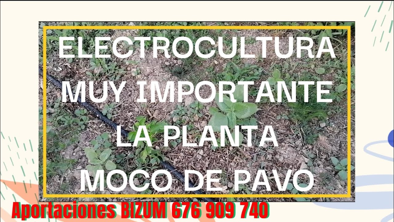 ELECTROCULTURA MUY IMPORTANTE LA PLANTA MOCO DE PAVO - YouTube