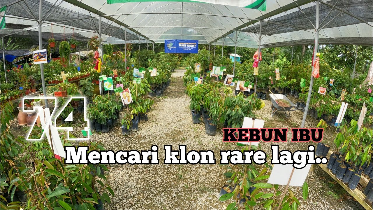 74# misi mencari klon durian rare - YouTube