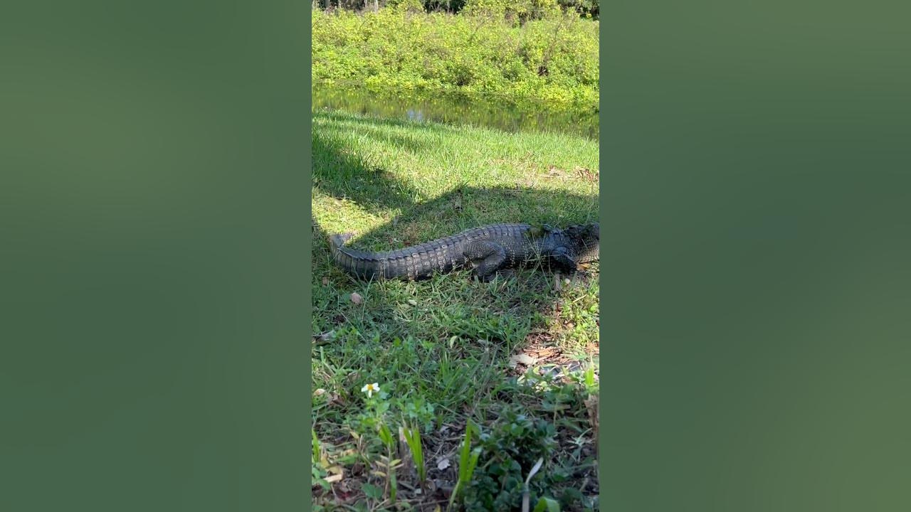 How fast can a gator run?#aligators #wildlife #wildlifephotography # ...