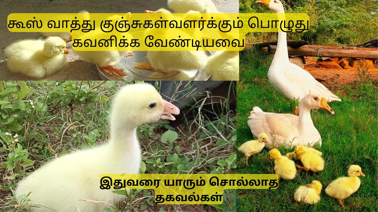 கூஸ் வாத்து குஞ்சுகள் வளர்ப்பு || Goose vathu kunju valarppu|| கூஸ் ...