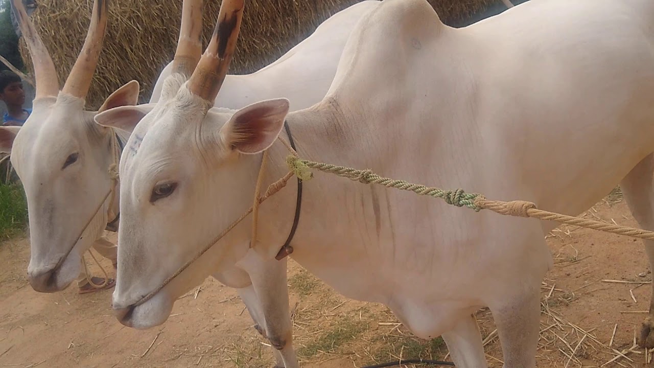 Handsome Hallikar oxpair of Farmer Narayanswamy at ...