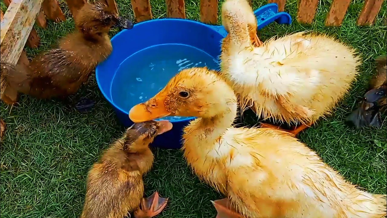 MENANGKAP AYAM LUCU,AYAM RAINBOW,BEBEK WARNA WARNI,KELINCI IMUT,BEBEK ...
