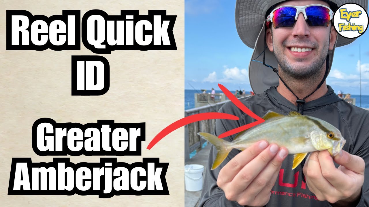 How to Identify Greater Amberjack (Seriola dumerili) | Saltwater Fish ...