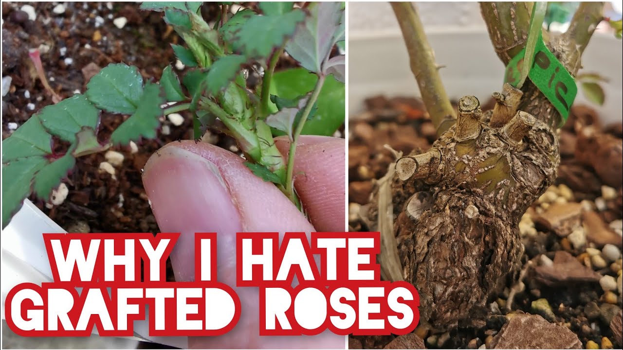 WHY I HATE GRAFTED ROSES 🌹 and prefer OWN ROOT that perform better, no ...