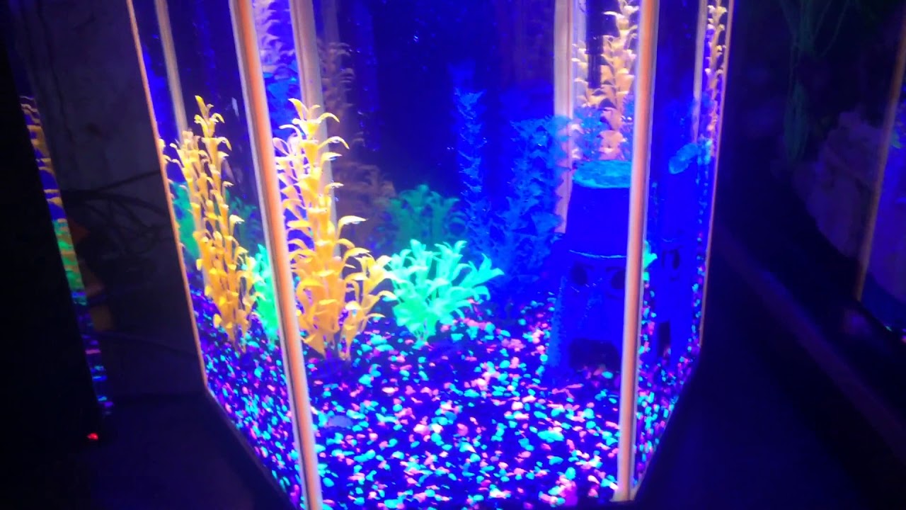 15 gallon hexagon fish tank with African frontosas! - YouTube