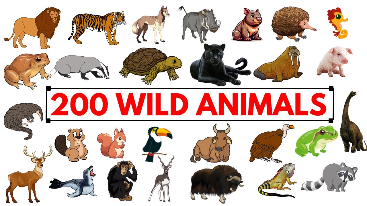 200 Wild Animals | Learn Animals Name In English With Pictures ...