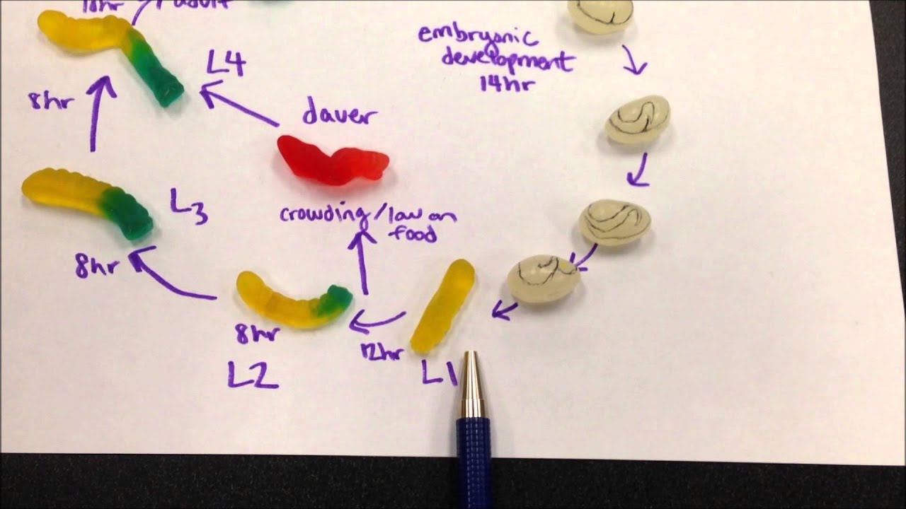 C.elegans Video Project - YouTube
