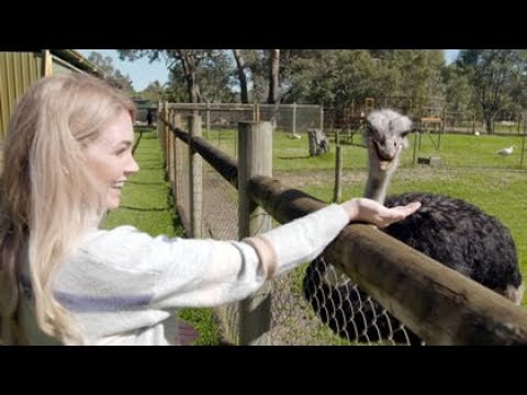 Destination WA - Caversham Wildlife Park Meet the Quirky Animals - YouTube