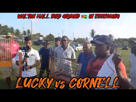 LUCKY vs CORNELL🔥TODAY FIRE RED BIRD WHISTLING COMPETITION AT WALTON ...
