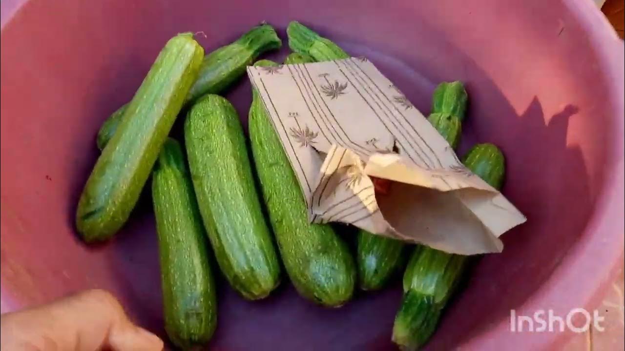 شرح طريقة زراعة القرع الاخضر او الكوسة Youtube