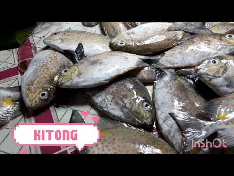 fresh nocos || crab || kitong fish - YouTube