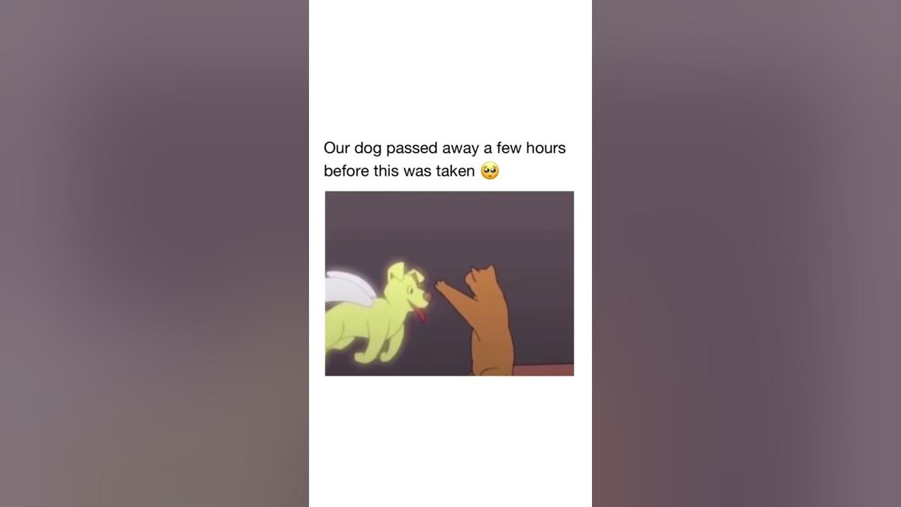 Dog Passed Away A Few Hours Before This Cat Did This shorts YouTube dog-passed-away-a-few-hours-before-this-cat-did-this-shorts-youtube