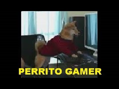 PERRO GAMER MUNDO TIK TOK PERRITO GAMER MUY SIMPATICO! - YouTube